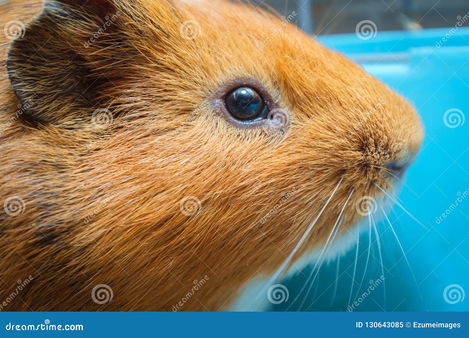 Cage de cobaye image stock. Image of domestiqué, poilu - 130643085