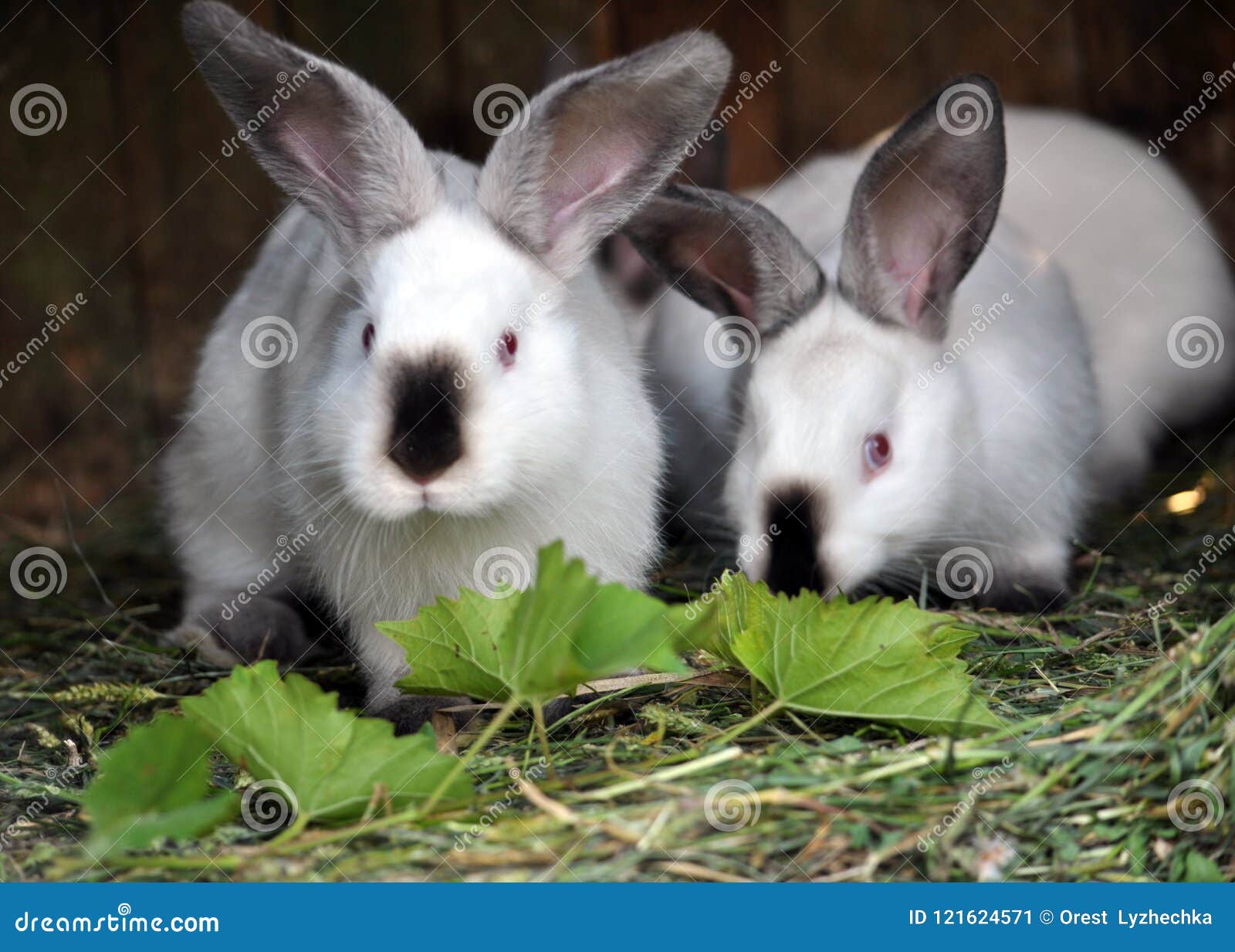 Young Rabbits Californian Breed Stock Image - Image of menus ...