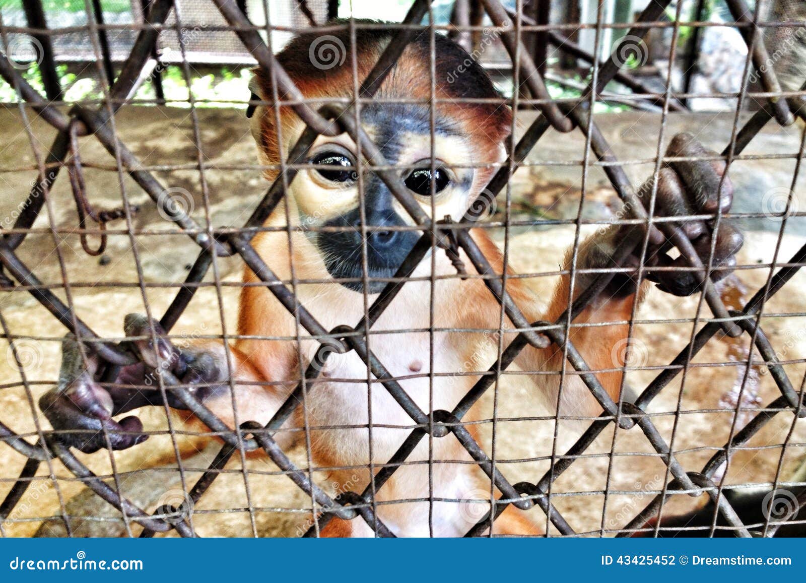 In the cage stock photo. Image of cage, look, monkey - 43425452