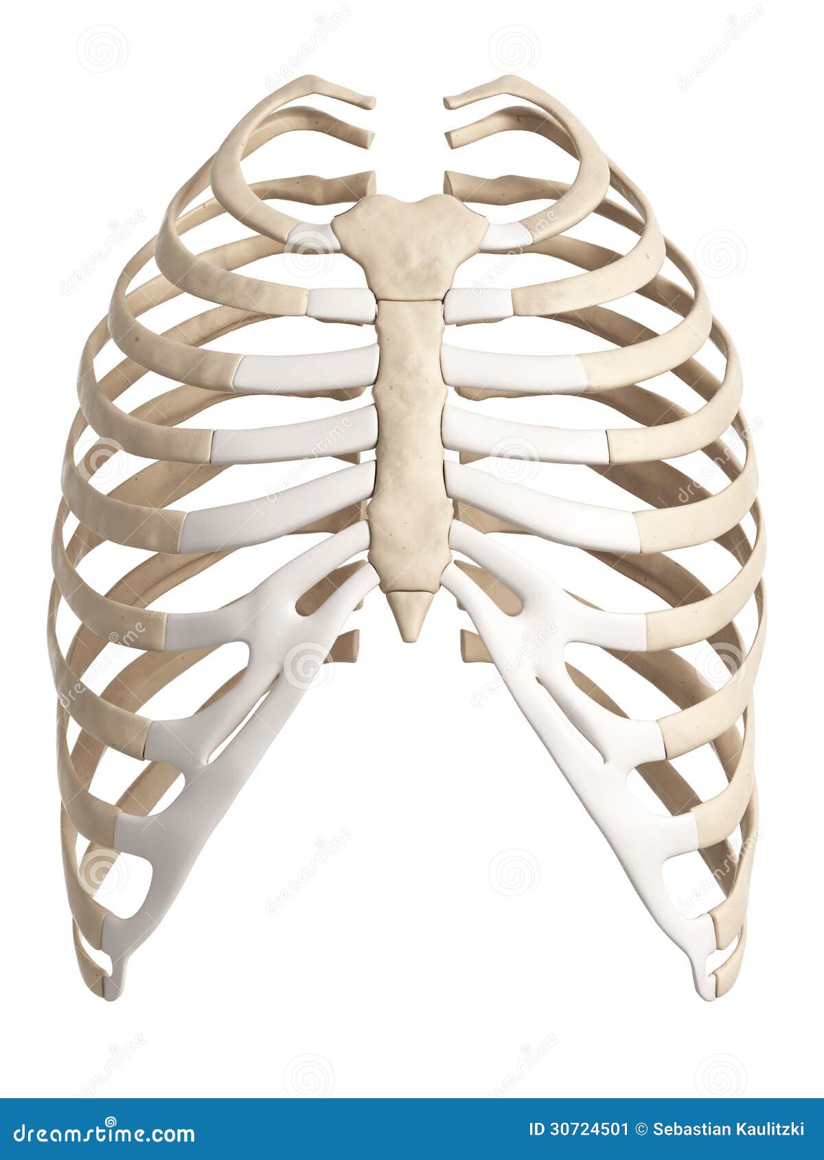 Cage thoracique illustration stock. Illustration du anatomique - 30724501