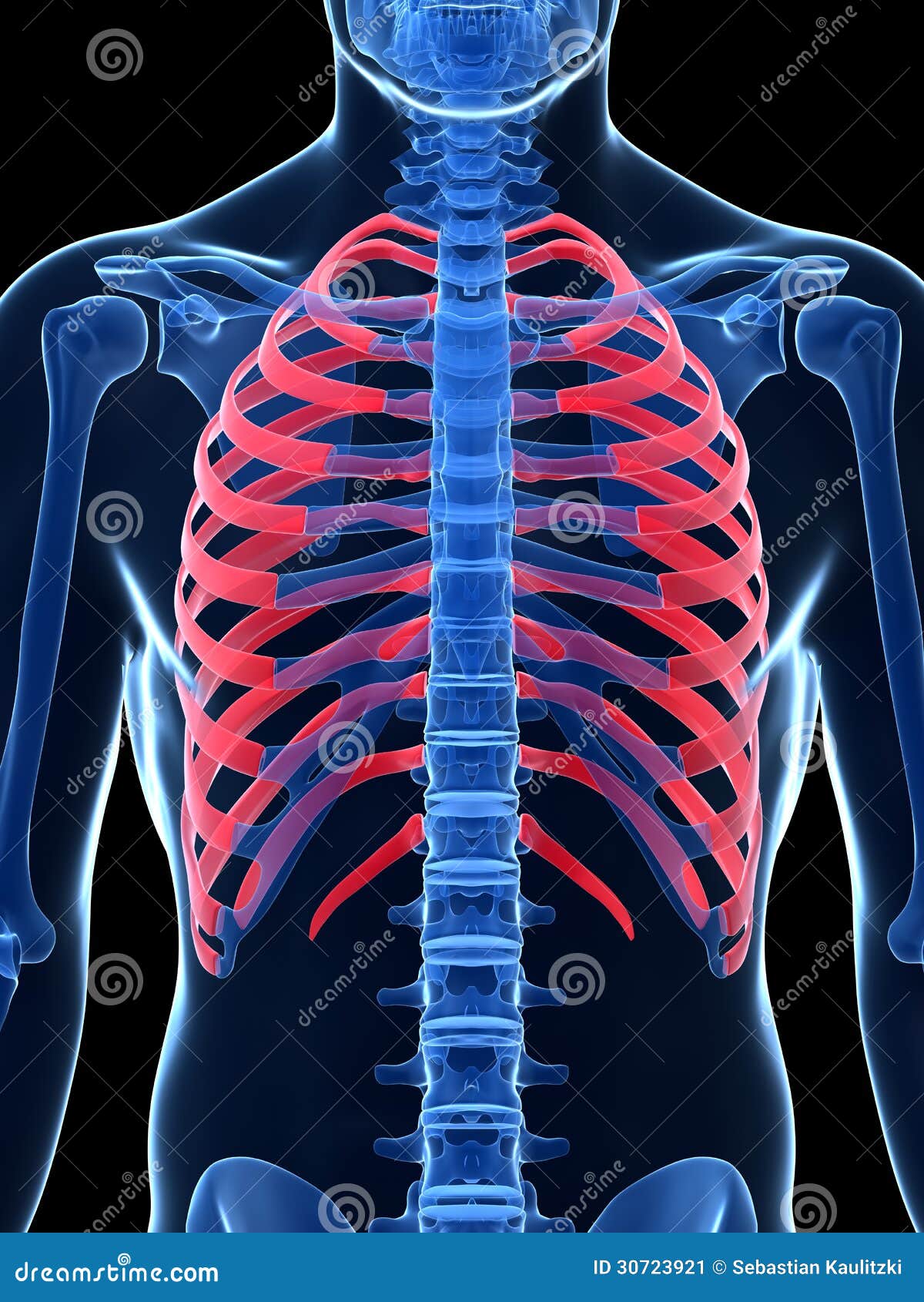 Cage thoracique accentuée illustration stock. Illustration du science ...