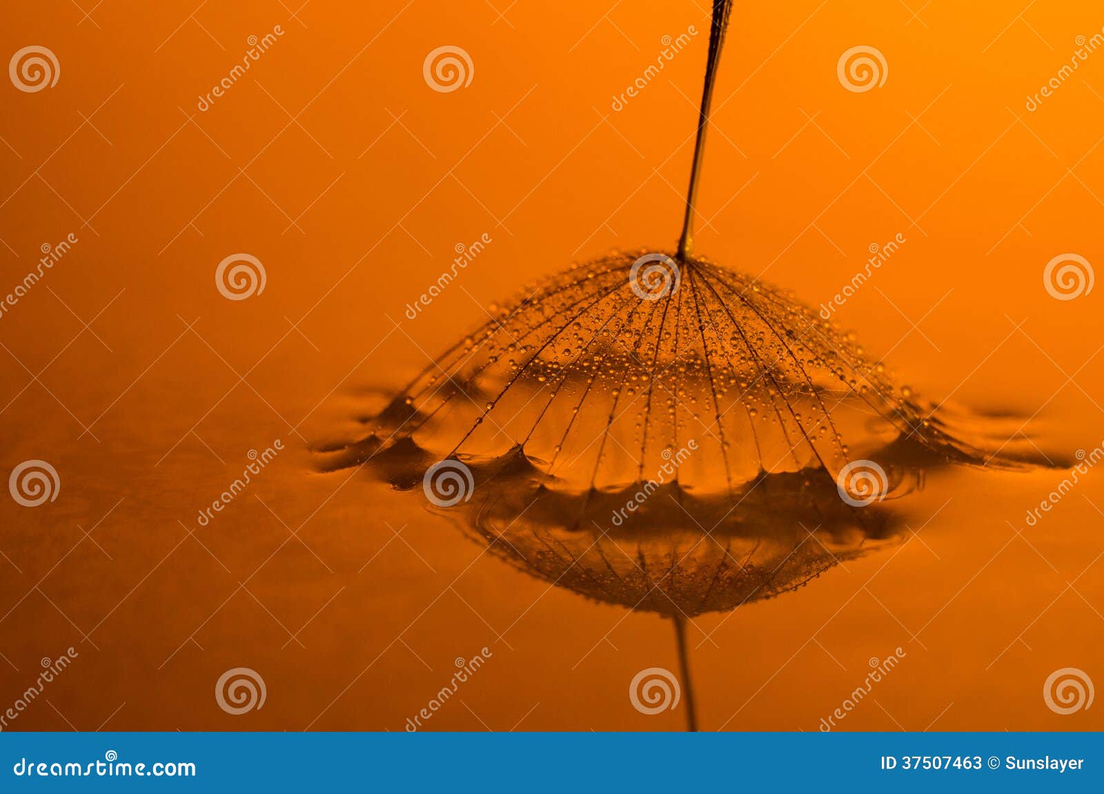 Cage stock image. Image of closeup, herb, droplet, detailed - 37507463