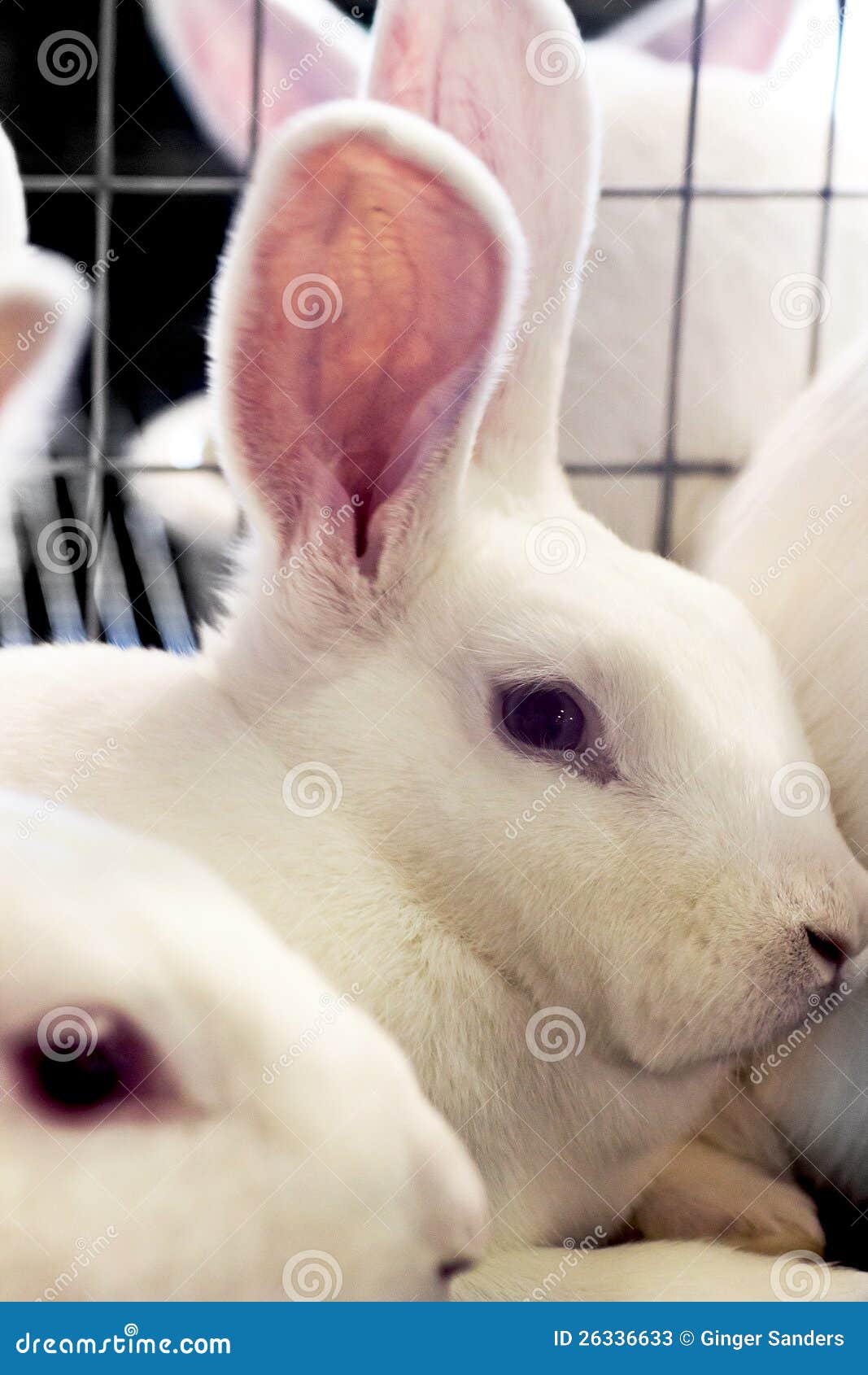 Cage of White Meat Rabbits stock image. Image of pets - 26336633