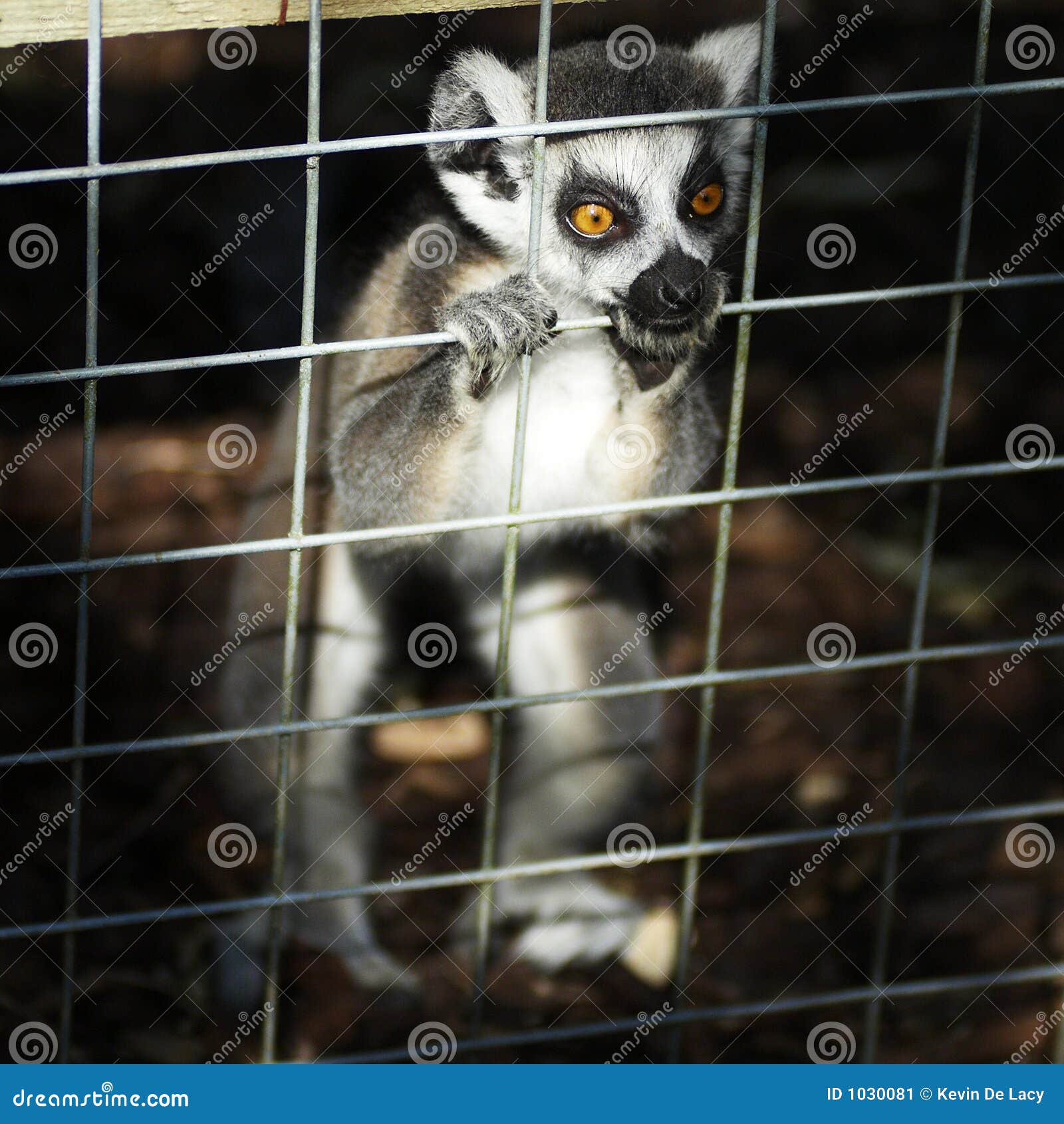 Caged! stock image. Image of caged, wildlife, marmoset - 1030081