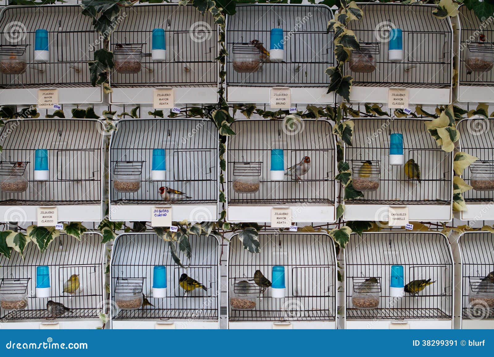 Caged editorial photo. Image of animal, animals, birds - 38299391