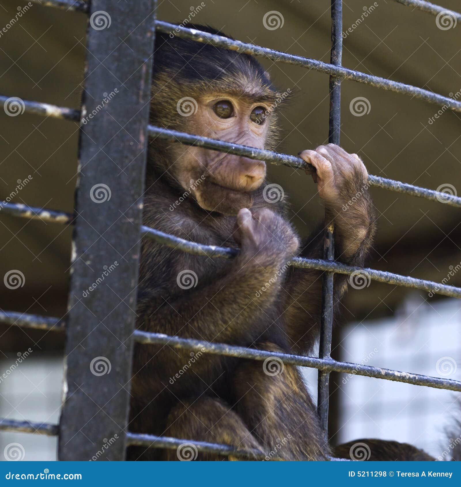 Caged baby baboon stock photo. Image of sadness, young - 5211298