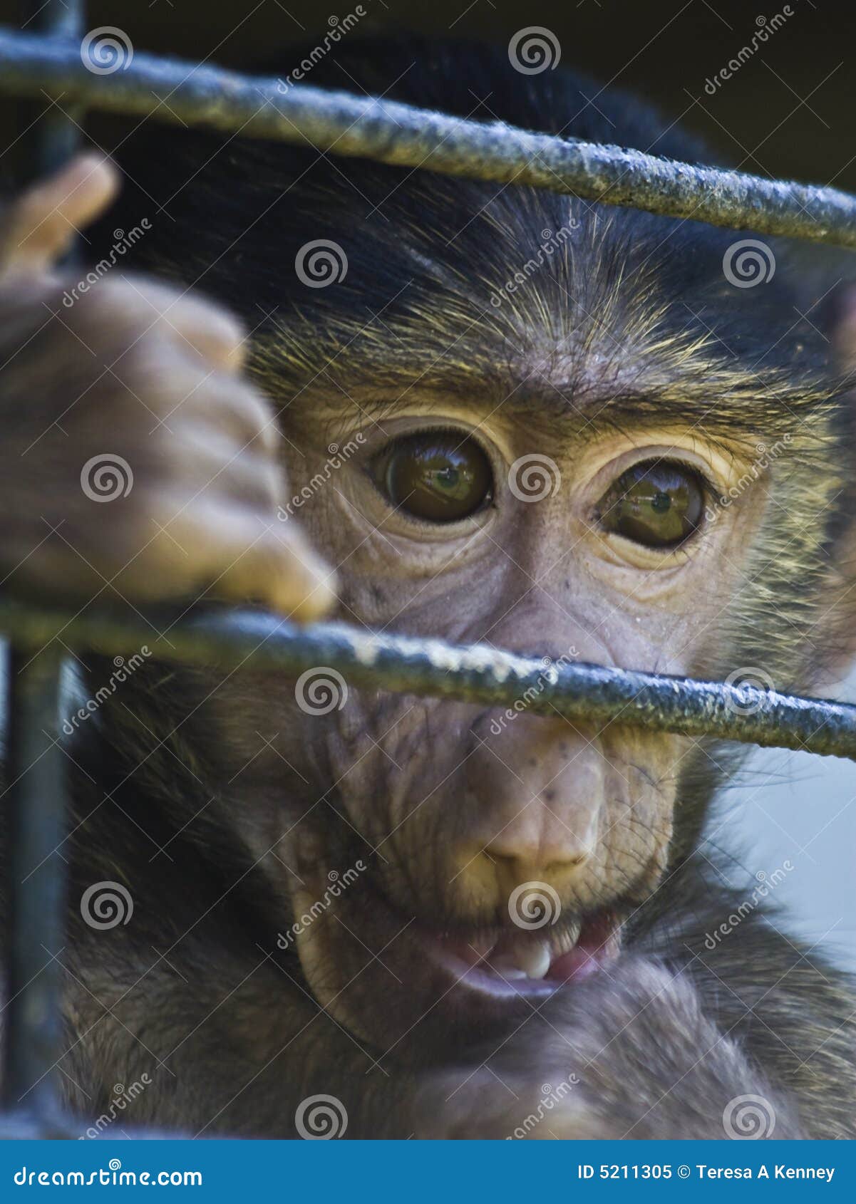 Caged baby baboon stock image. Image of captivity, baboom - 5211305