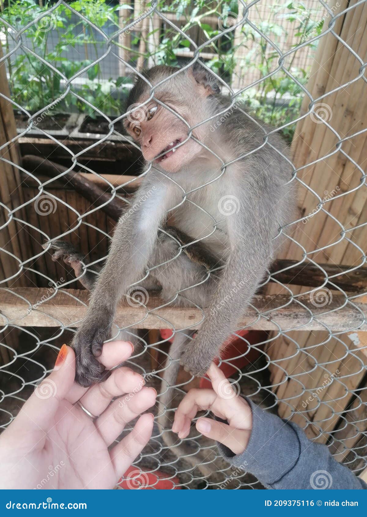 Caged - Monkey Behind Bars Of A Cage Stock Photo | CartoonDealer.com ...