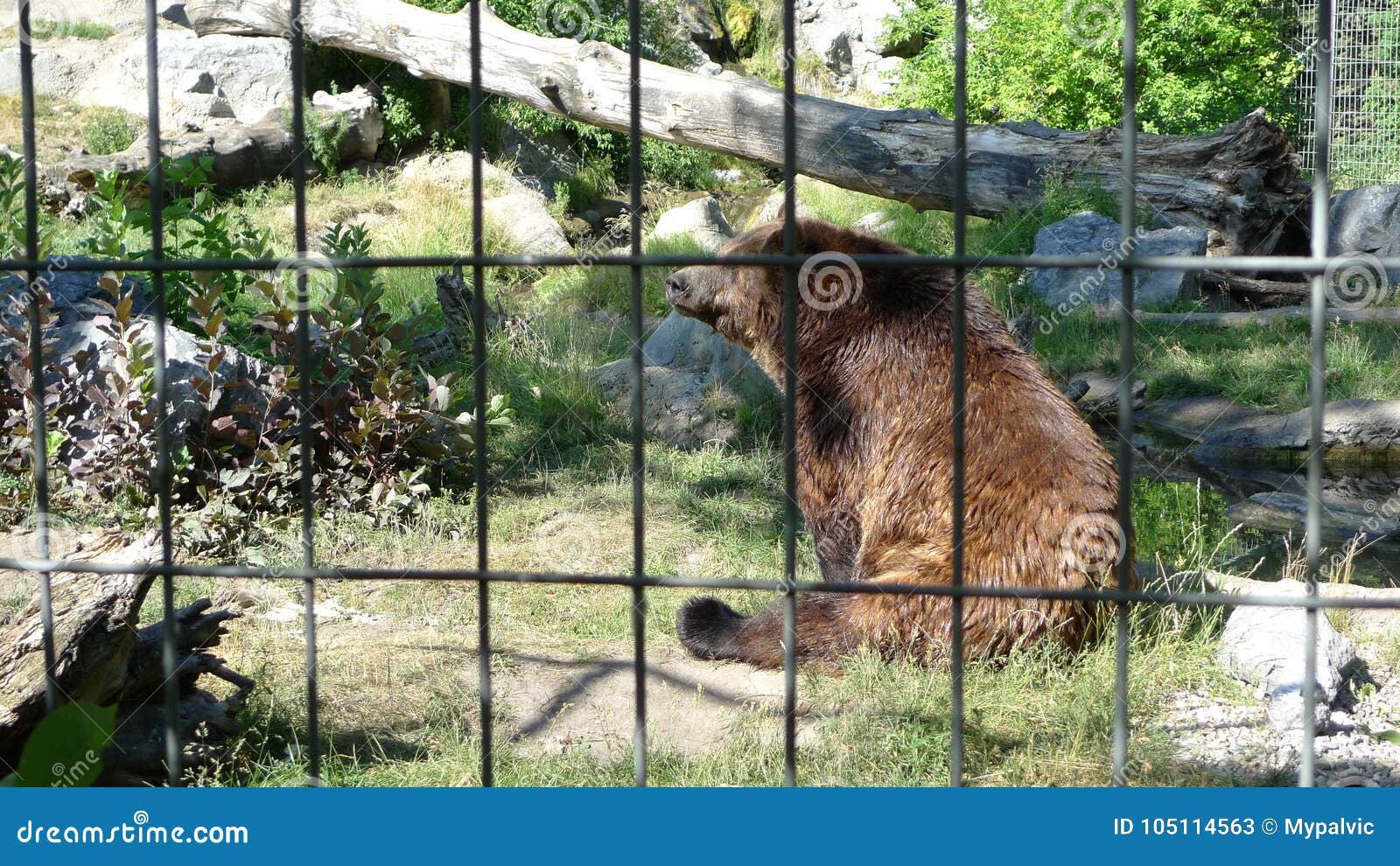 Caged Bear in Zoo stock image. Image of caged, grizzly - 105114563
