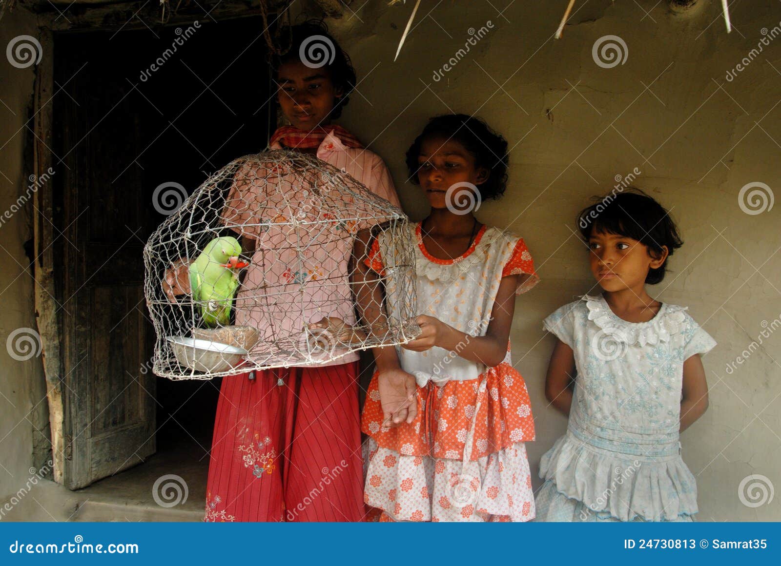 Caged Bird editorial stock photo. Image of sundarban - 24730813