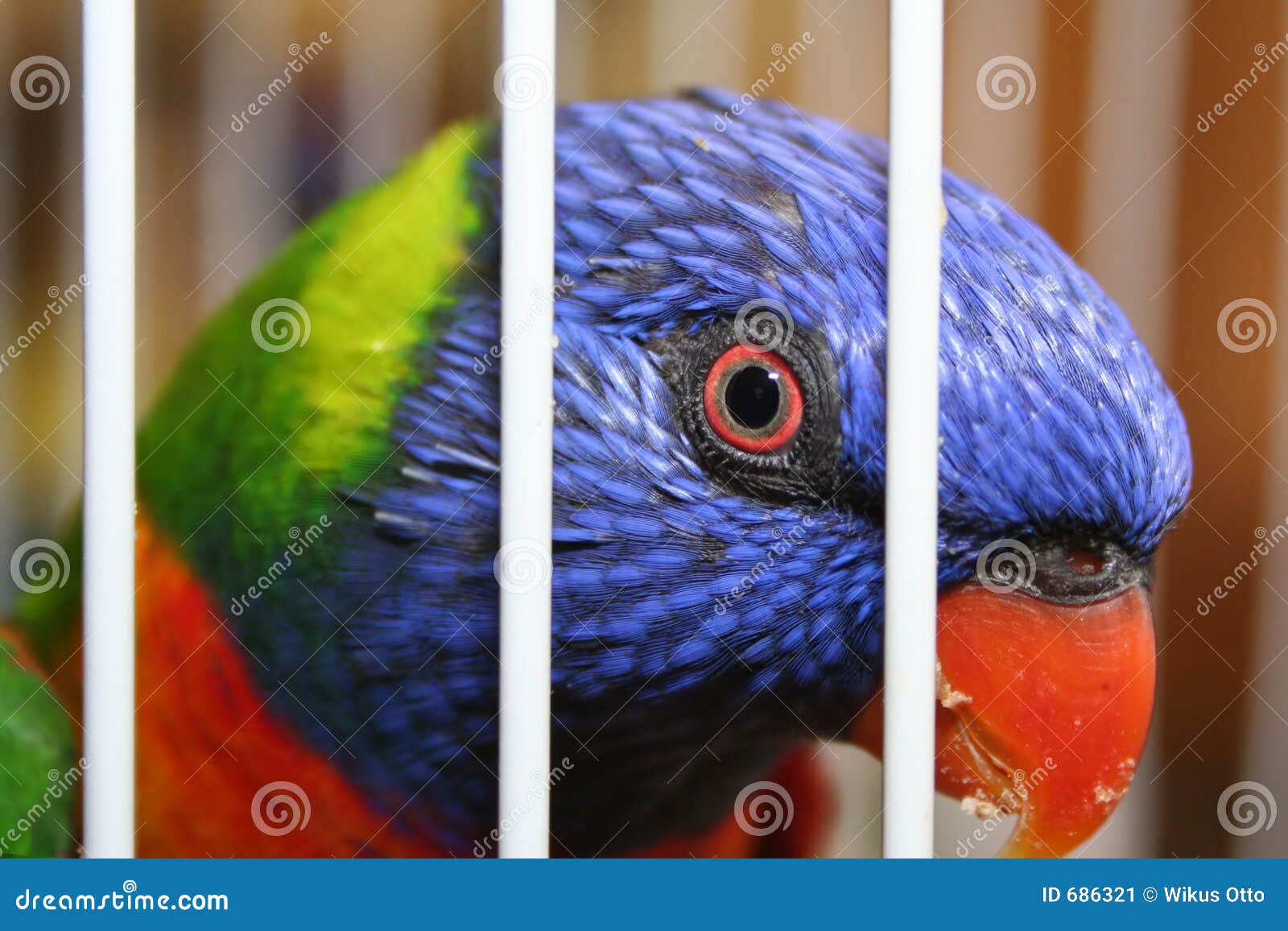 Caged Bird stock image. Image of domestic, adorable, cage - 686321