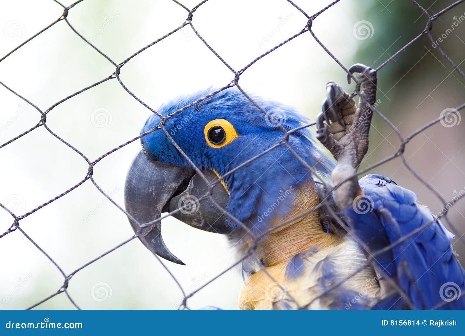 Caged Bird stock photo. Image of beak, parrot, fence, yellow - 8156814