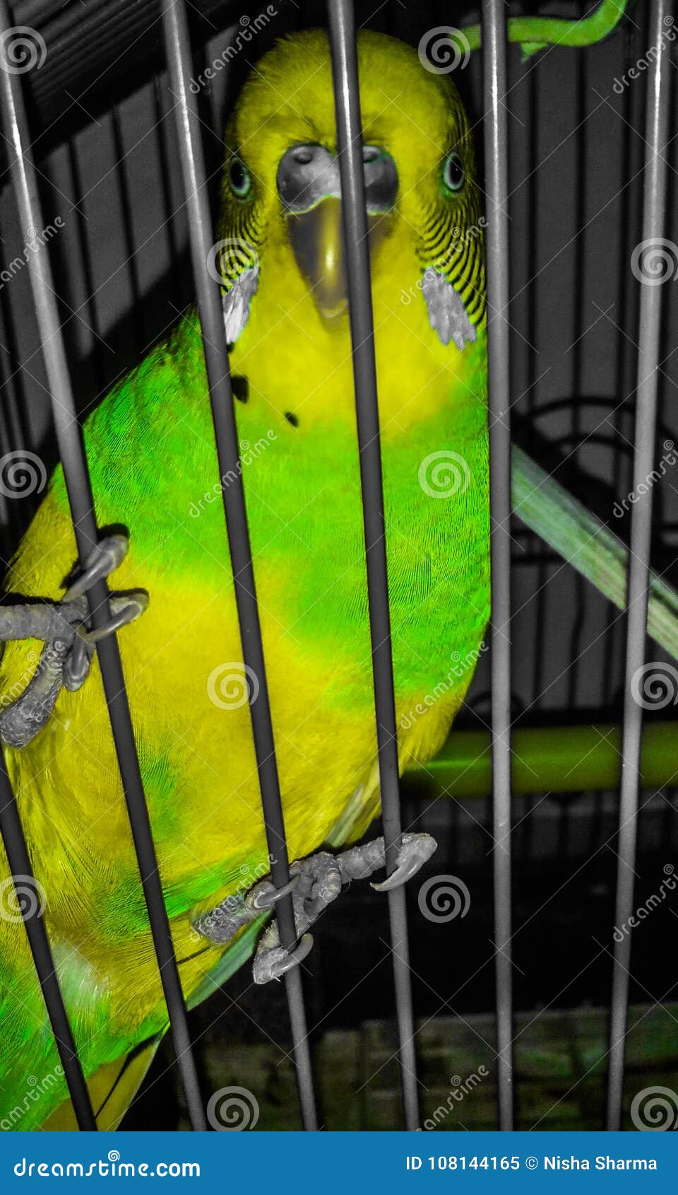 Caged Bird stock image. Image of bird, camera, freedom - 108144165