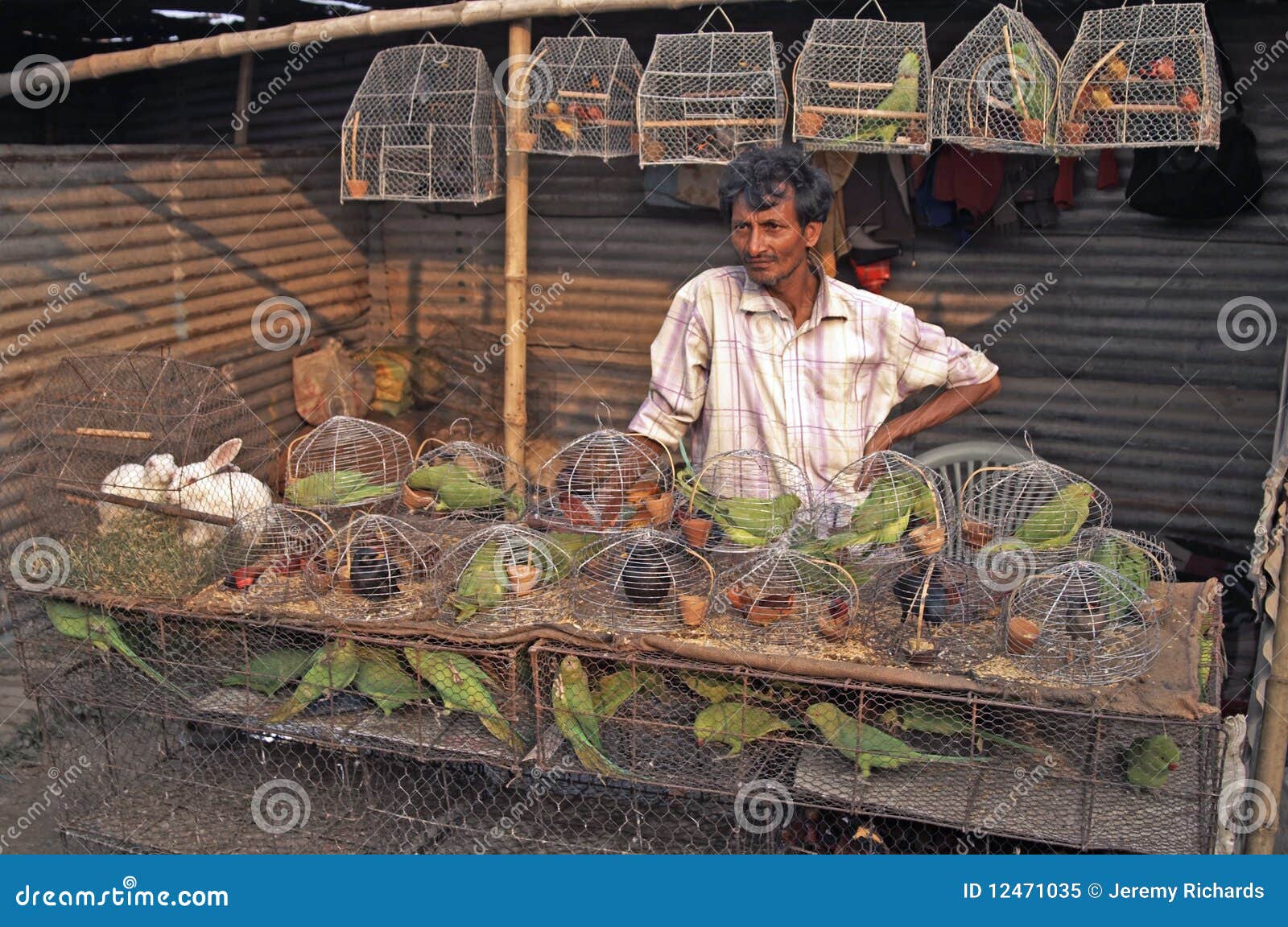 Caged Birds editorial image. Image of small, wildlife - 12471035