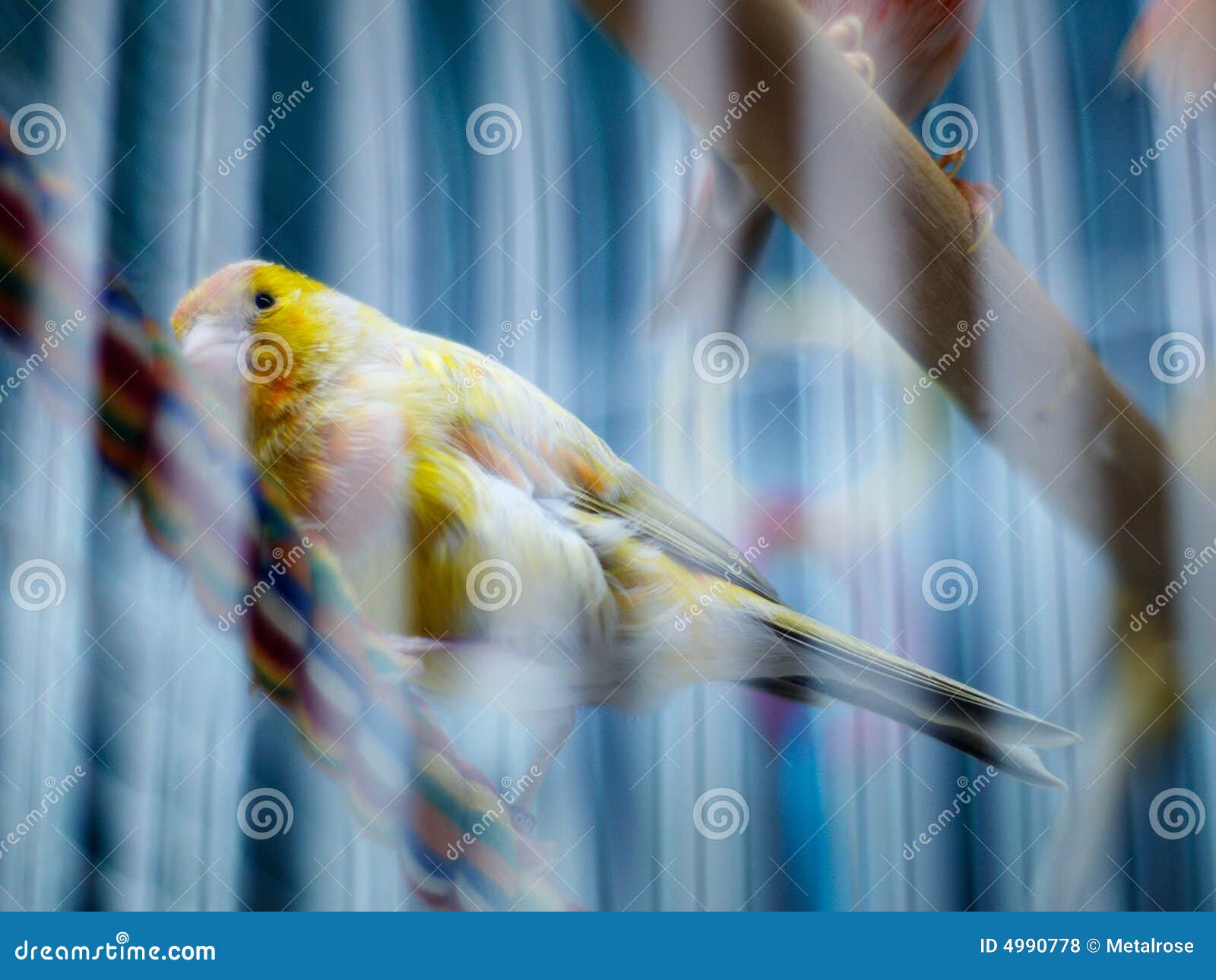 Caged birds stock photo. Image of stand, aviary, animal - 4990778