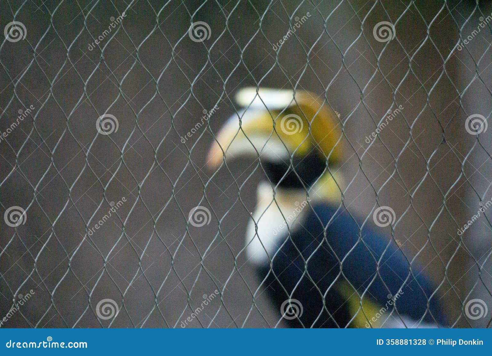 Caged Birds Kept In Zoos And Parks For Human Interactions And ...