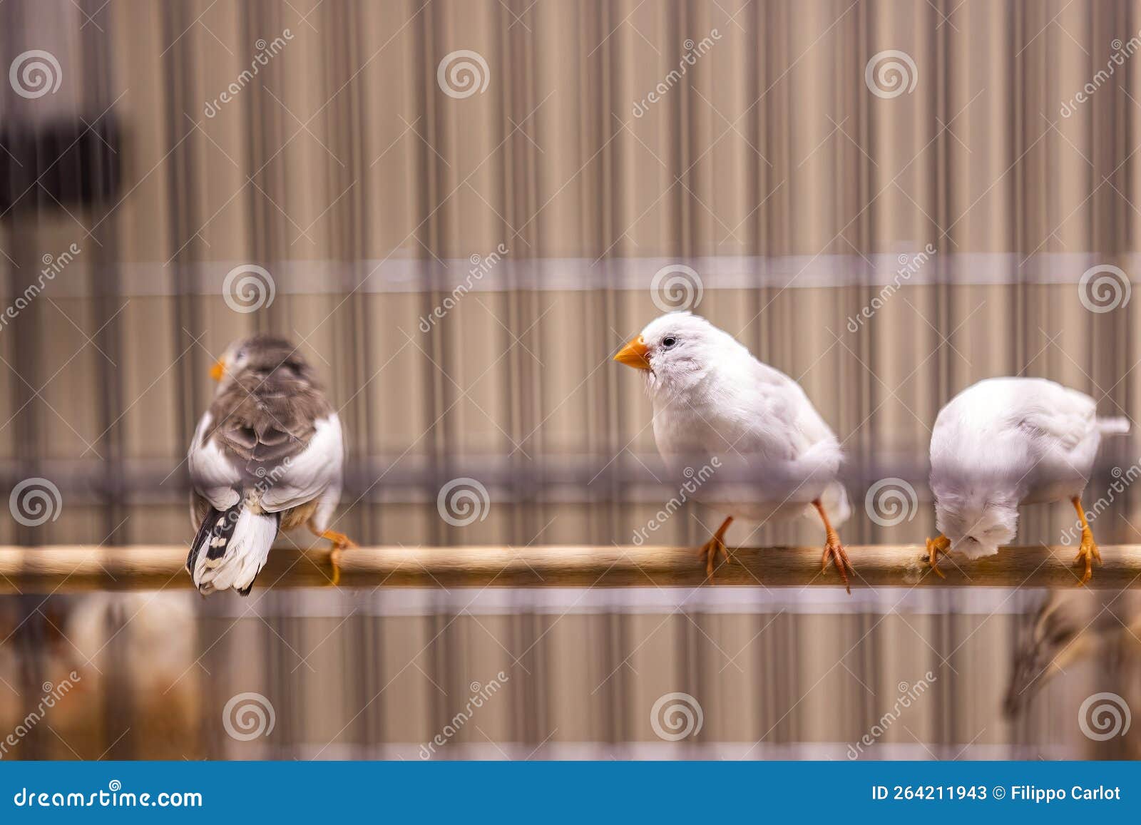 Caged birds in a pet store stock image. Image of indonesia - 264211943