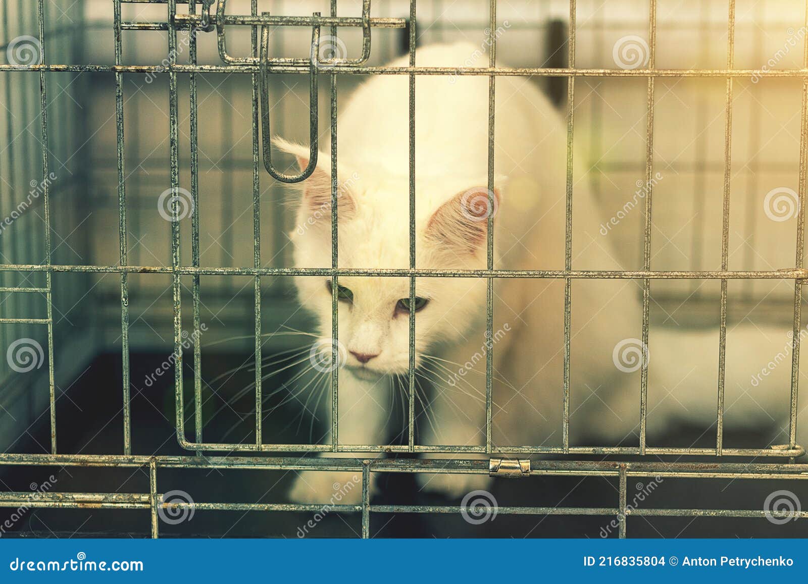 Caged Cat. Beautiful Purebred Scottish Cat in the Cage Stock Photo ...