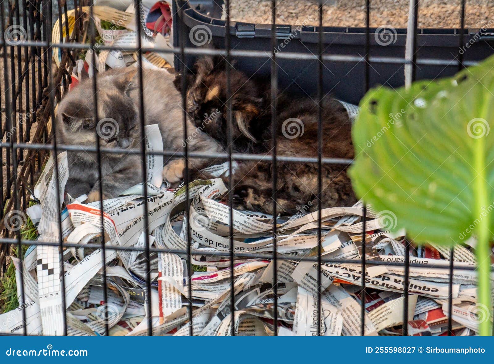 Caged Cats Sleeping on the Floor with Newspaper Strips Waiting To Be ...