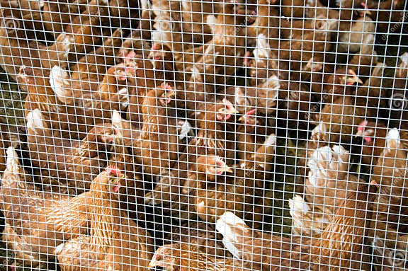 Caged chicken stock photo. Image of comb, display, food - 23693408