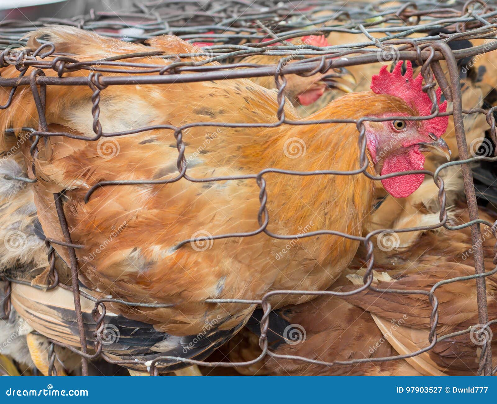 Caged chicken stock image. Image of animal, poultry, bird - 97903527