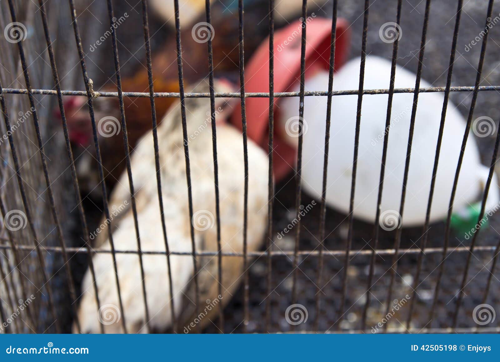 Caged chickens stock photo. Image of penned, domestic - 42505198