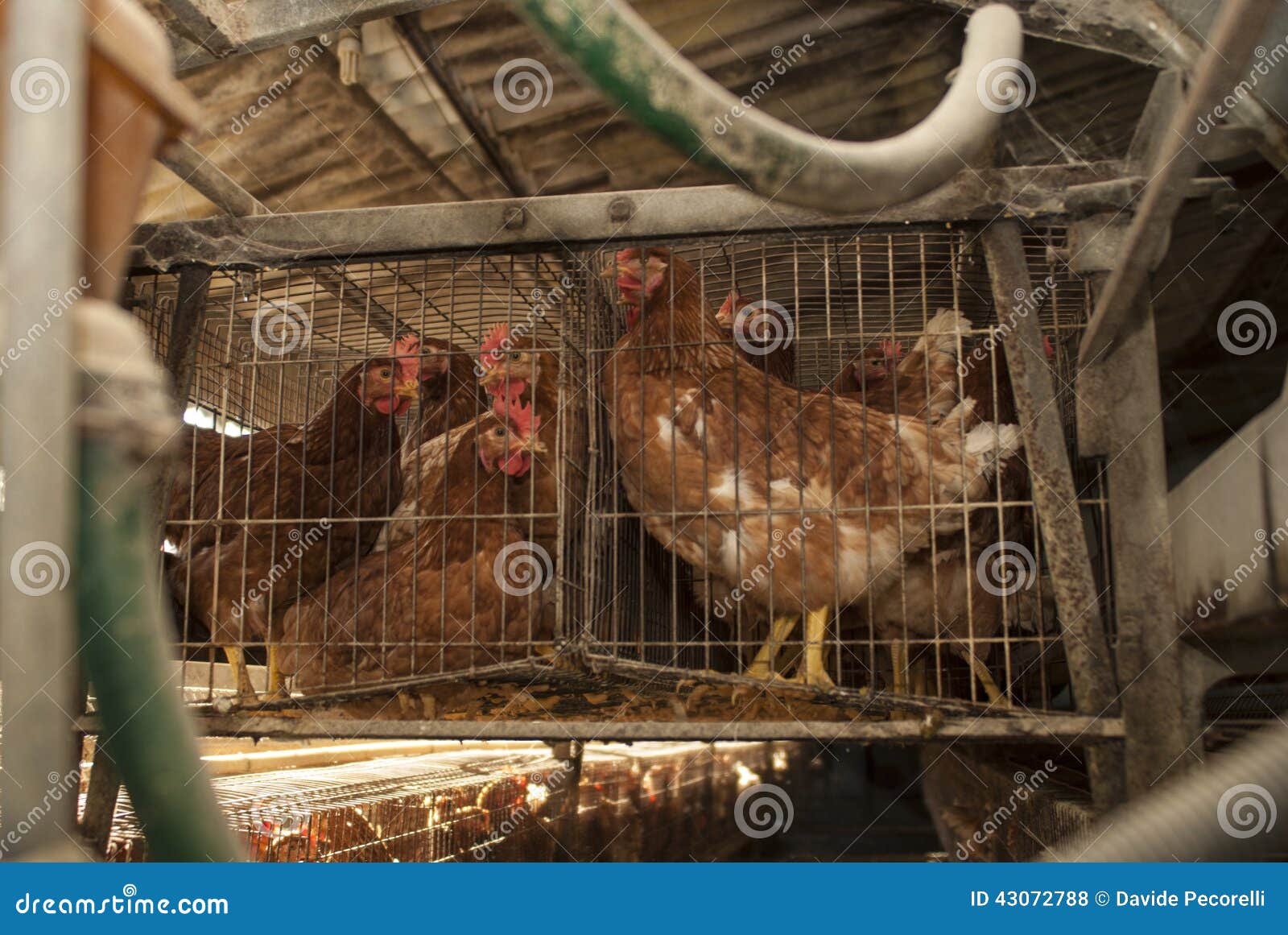 Caged chickens stock photo. Image of freshness, meat - 43072788