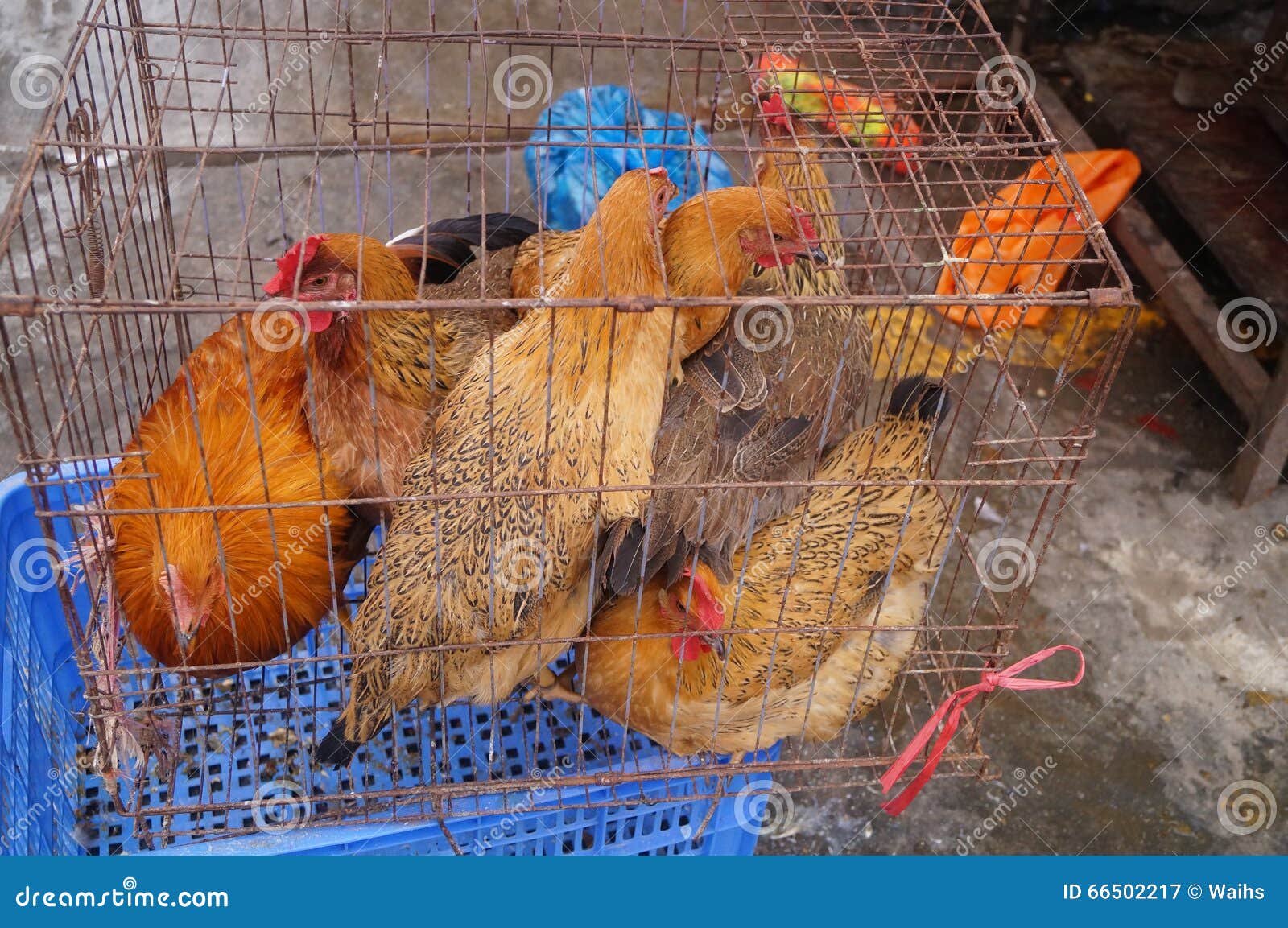 Caged chickens stock image. Image of galliformes, life - 66502217