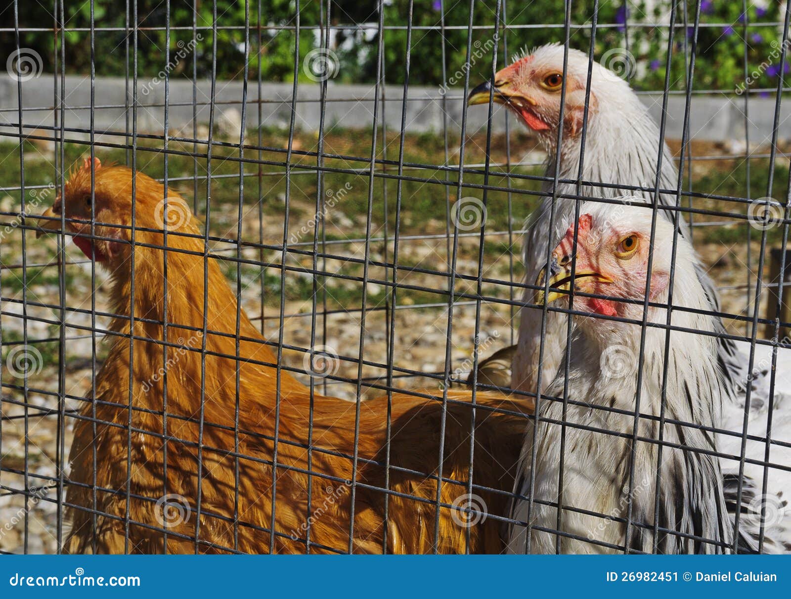Caged chikens stock image. Image of imprisoned, afraid - 26982451