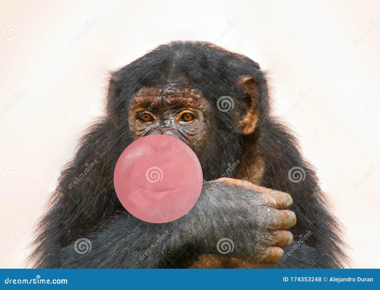 Caged chimpanzee stock photo. Image of happy, animals - 174353248