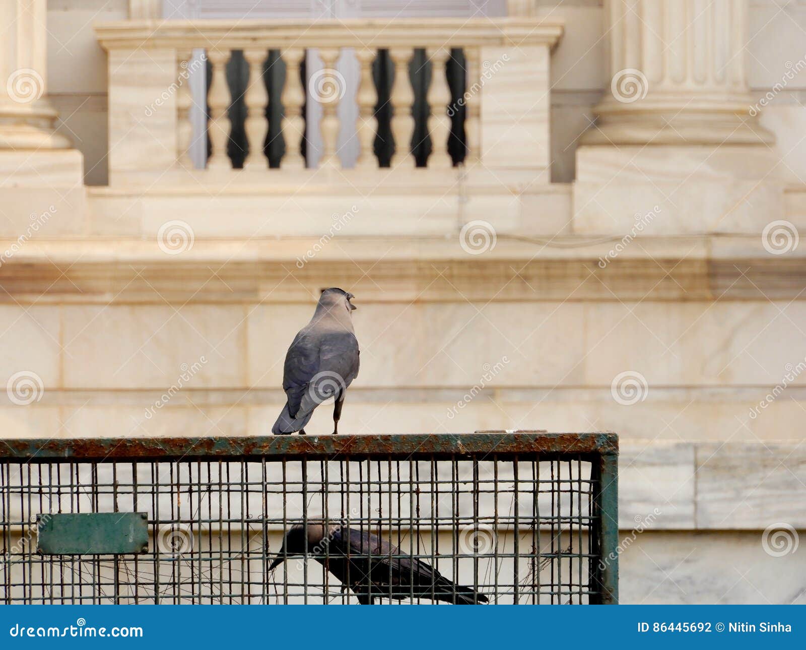 Caged crow stock photo. Image of wildlife, nature, corone - 86445692