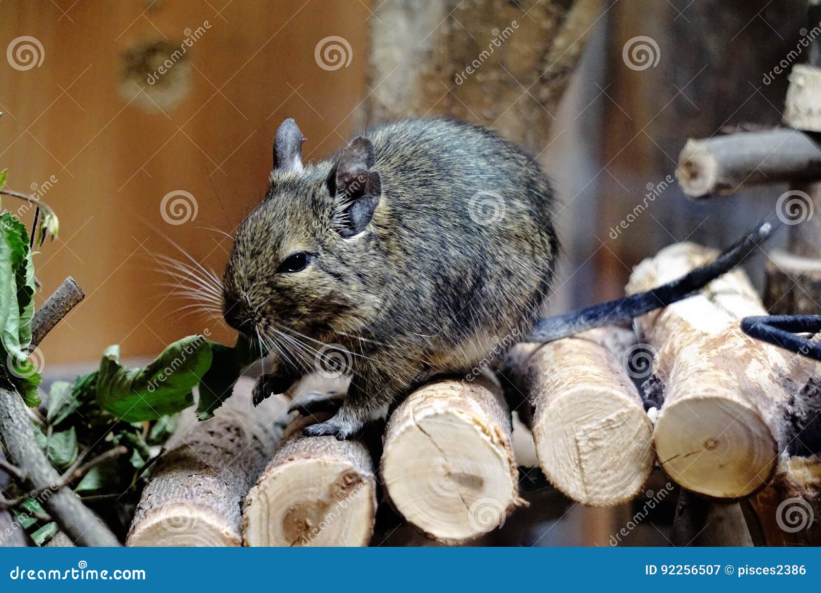 Caged Degu eating leafs stock image. Image of little - 92256507