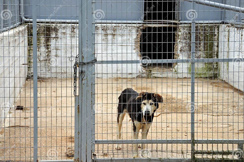 Caged dog stock photo. Image of cage, decayed, captivity - 15803112
