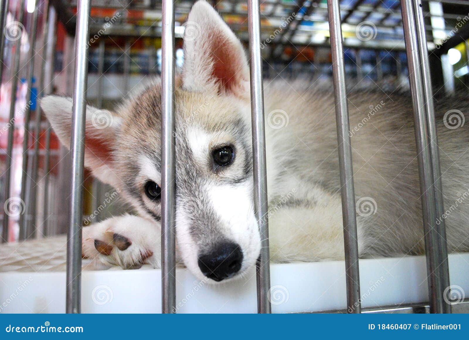 Caged dog stock image. Image of begging, cage, petshop - 18460407