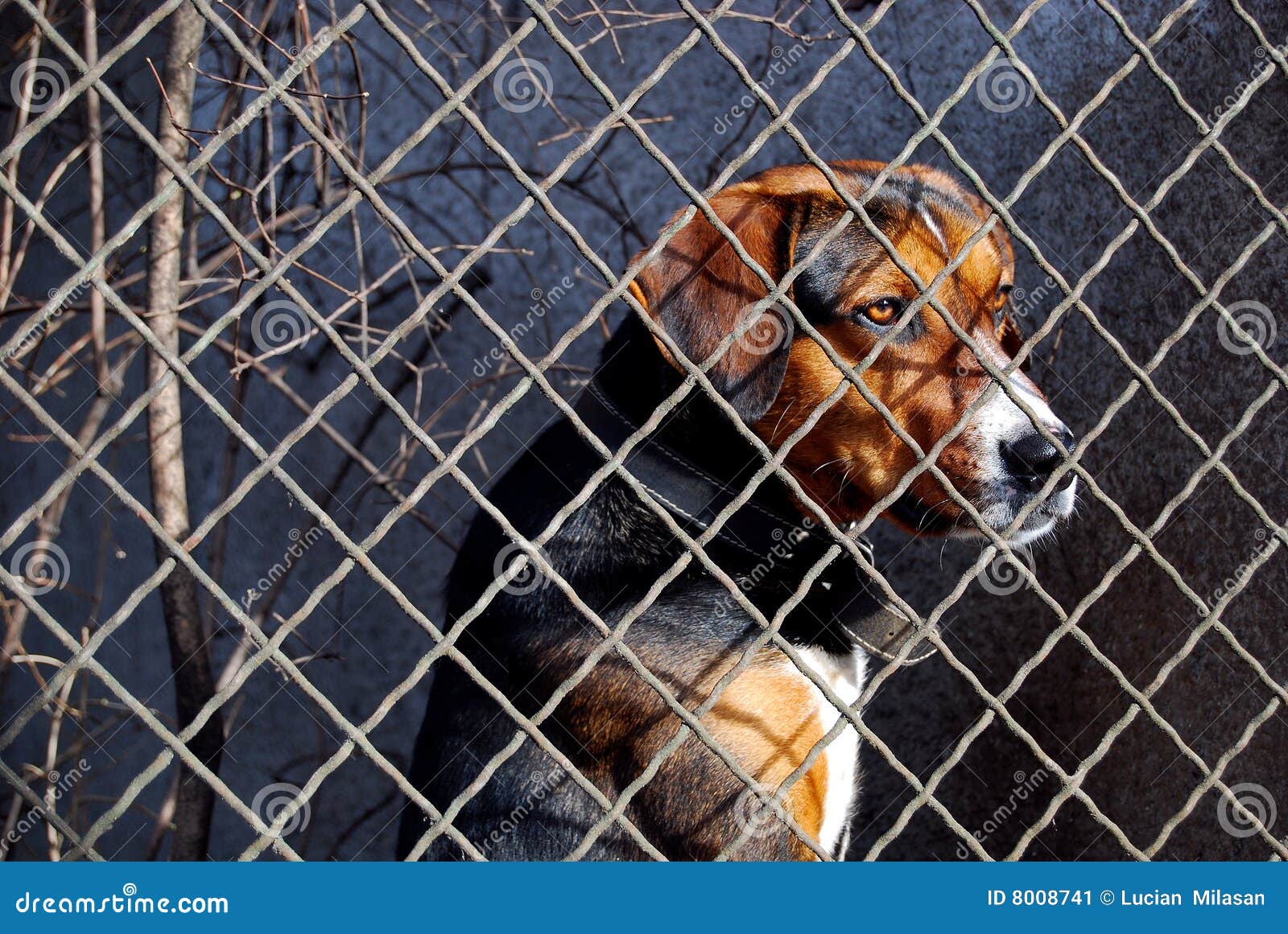Caged dog stock image. Image of fence, affection, abandoned - 8008741