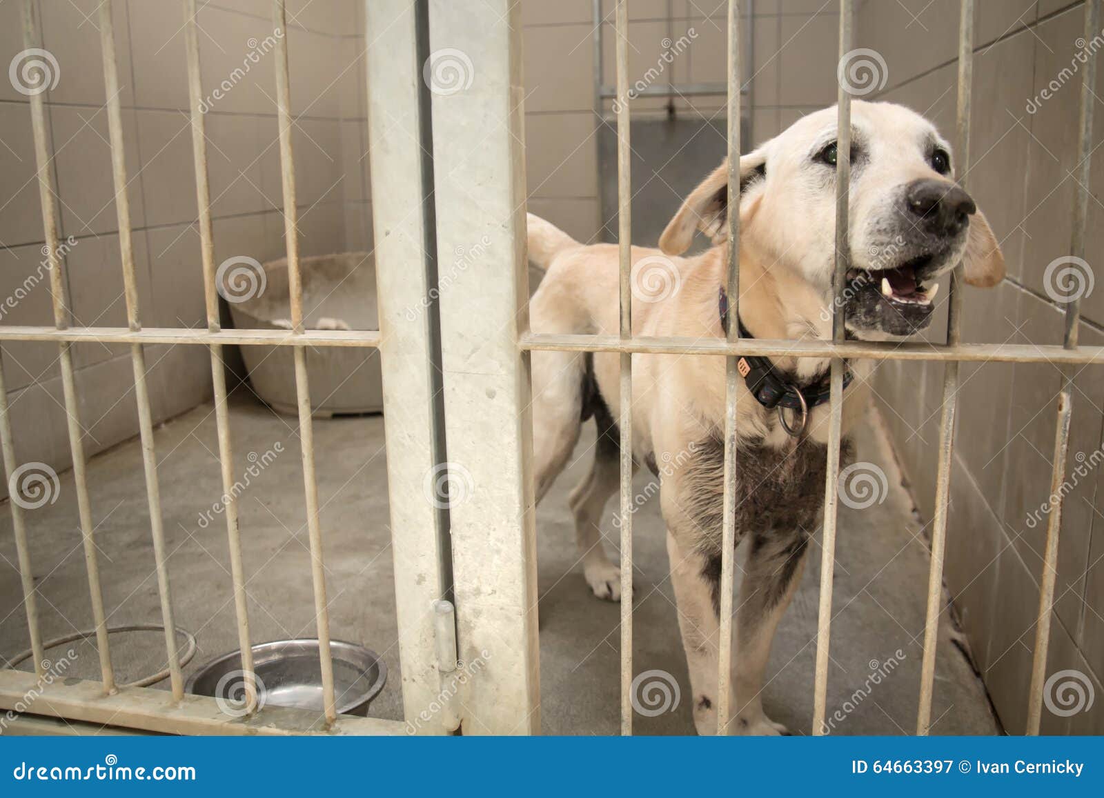 Caged dog in a pound stock image. Image of cute, adoption - 64663397