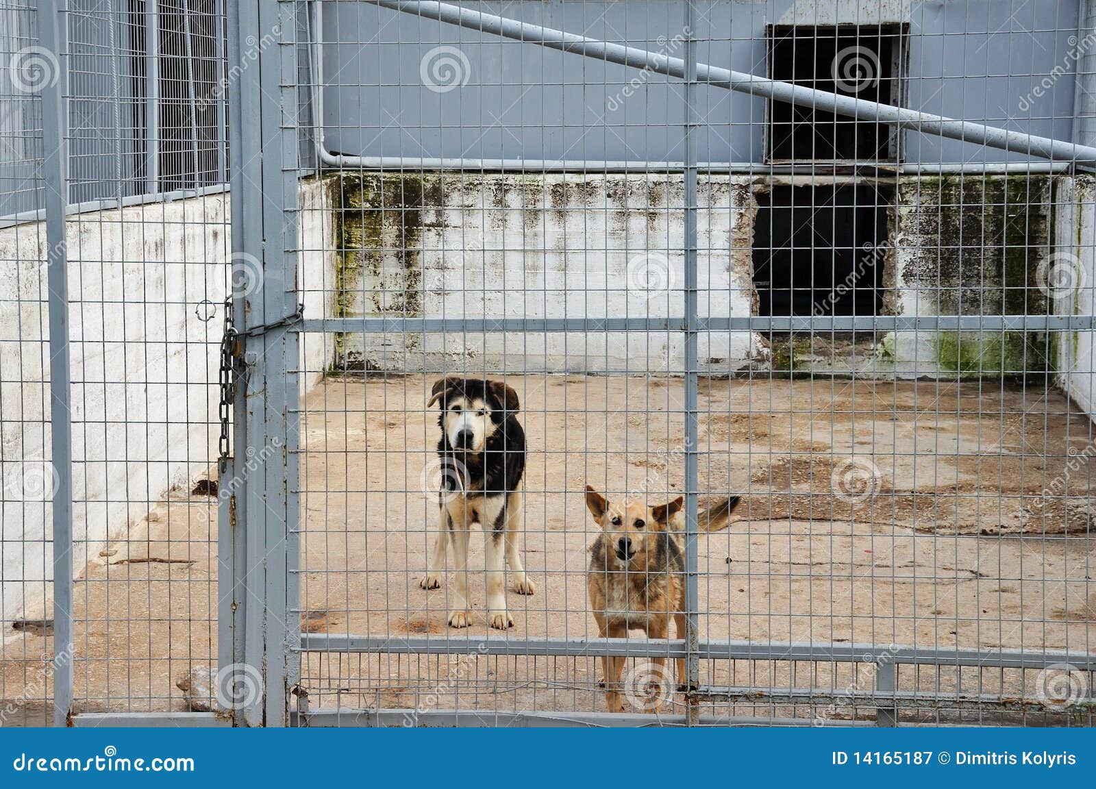 Caged dogs stock image. Image of disuse, abandoned, animal - 14165187
