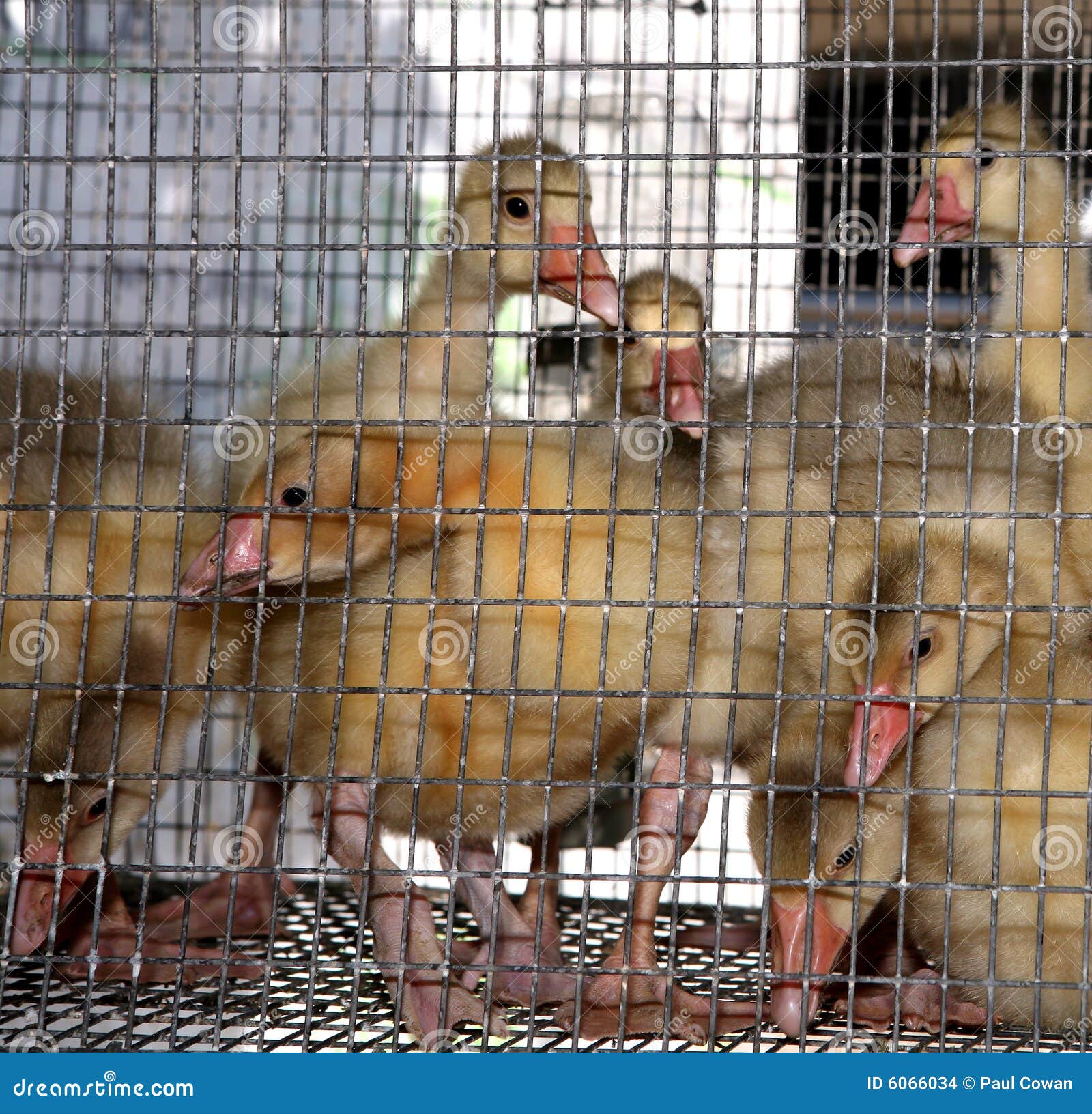 Caged ducklings stock photo. Image of captivity, ducklings - 6066034