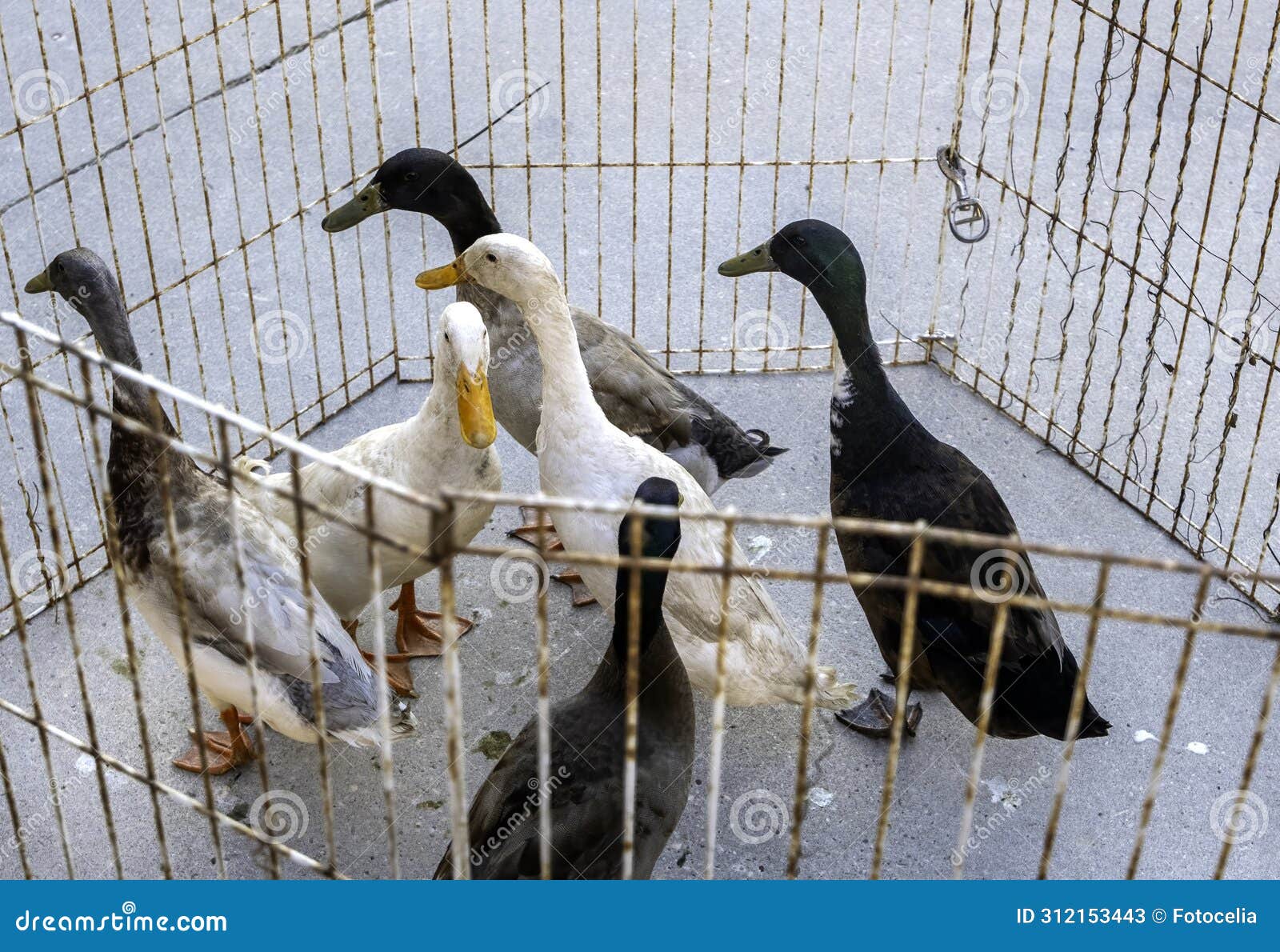 Caged ducks on a farm stock image. Image of farm, goose - 312153443