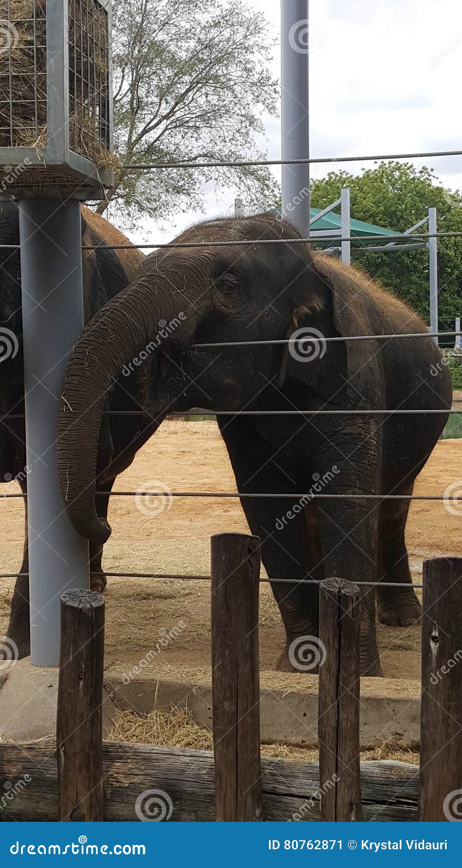 Caged Elephant stock image. Image of magestic, caged - 80762871