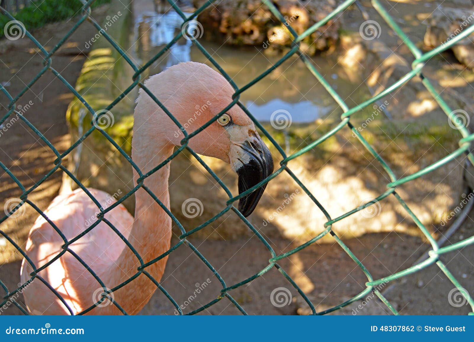 A Caged Flamingo stock photo. Image of animal, flamingo - 48307862