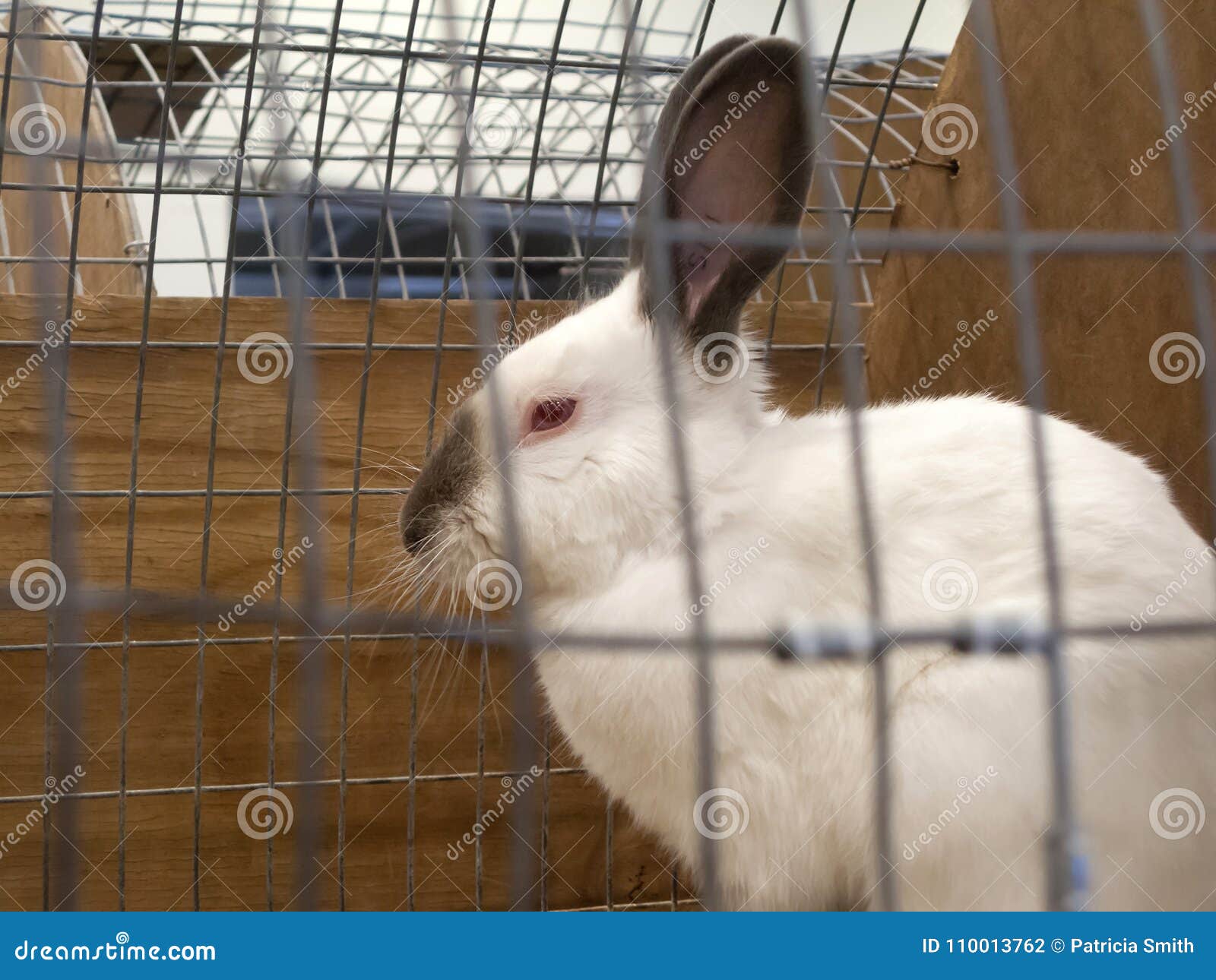257 Caged Bunny Stock Photos - Free & Royalty-Free Stock Photos from ...