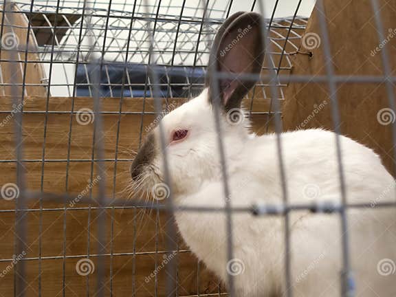 Caged Himalayan rabbit stock photo. Image of kansas - 110013762