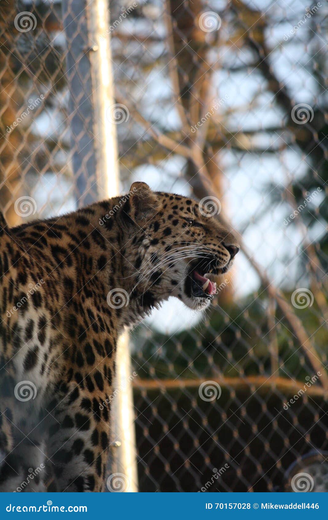 Caged leopard editorial stock photo. Image of cages, caged - 70157028