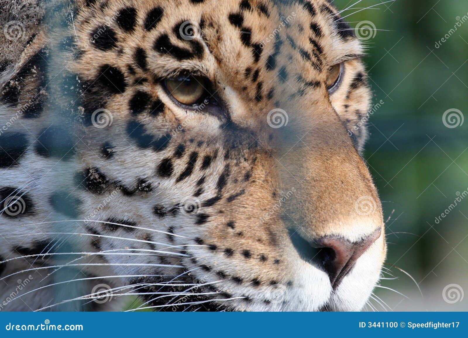 Caged Leopard Looking Sad stock photo. Image of eyes, facial - 3441100