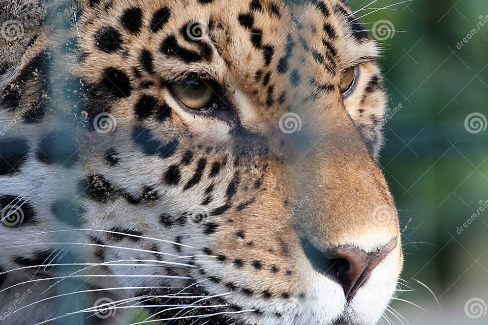 Caged Leopard Looking Sad stock photo. Image of eyes, facial - 3441100