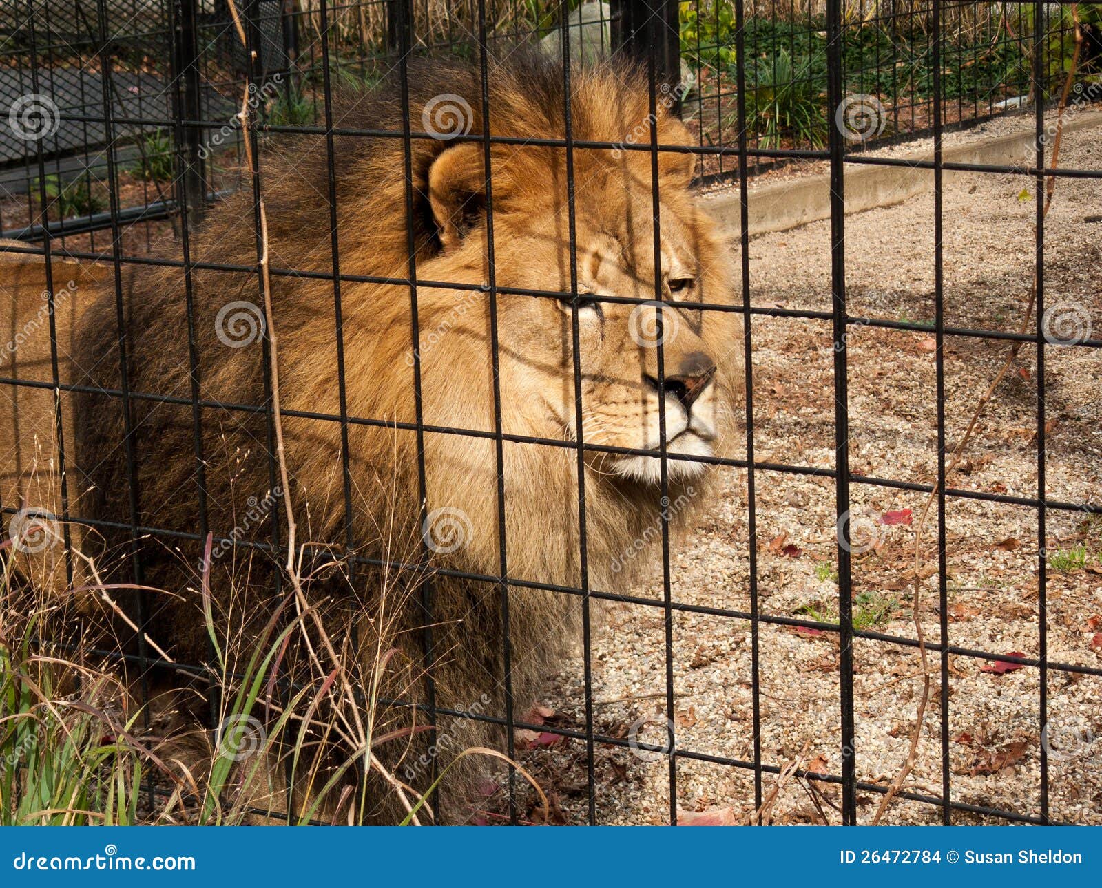 Lion Caged Royalty-Free Stock Photography | CartoonDealer.com #22382567