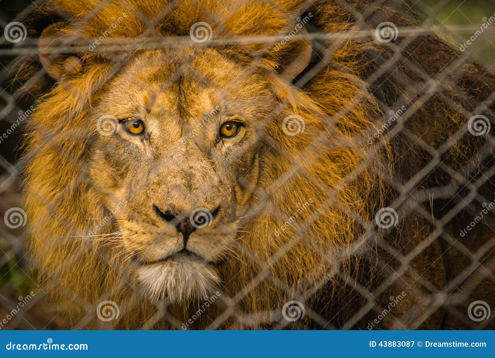 Caged Lion stock image. Image of caged, desiring, released - 43883087