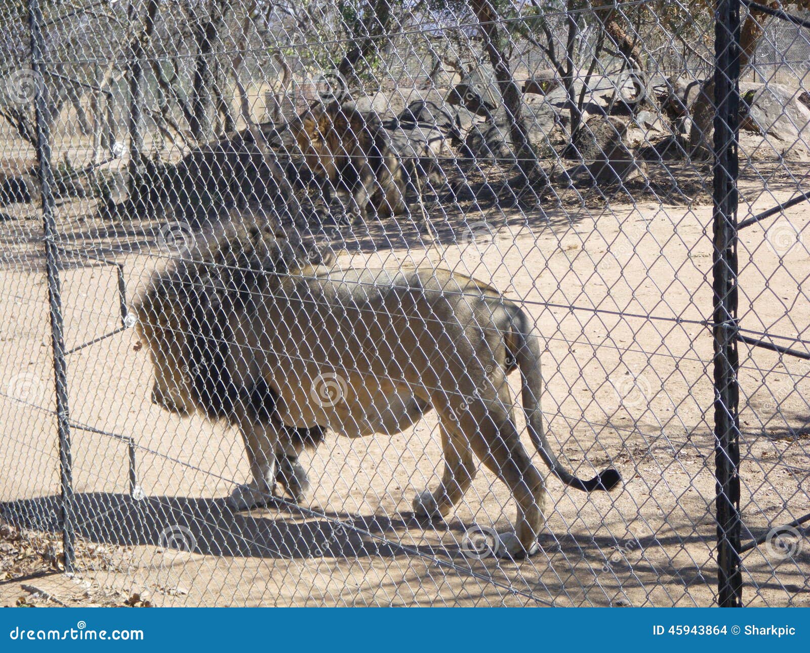 Caged Lion stock photo. Image of harsh, lion, desolate - 45943864
