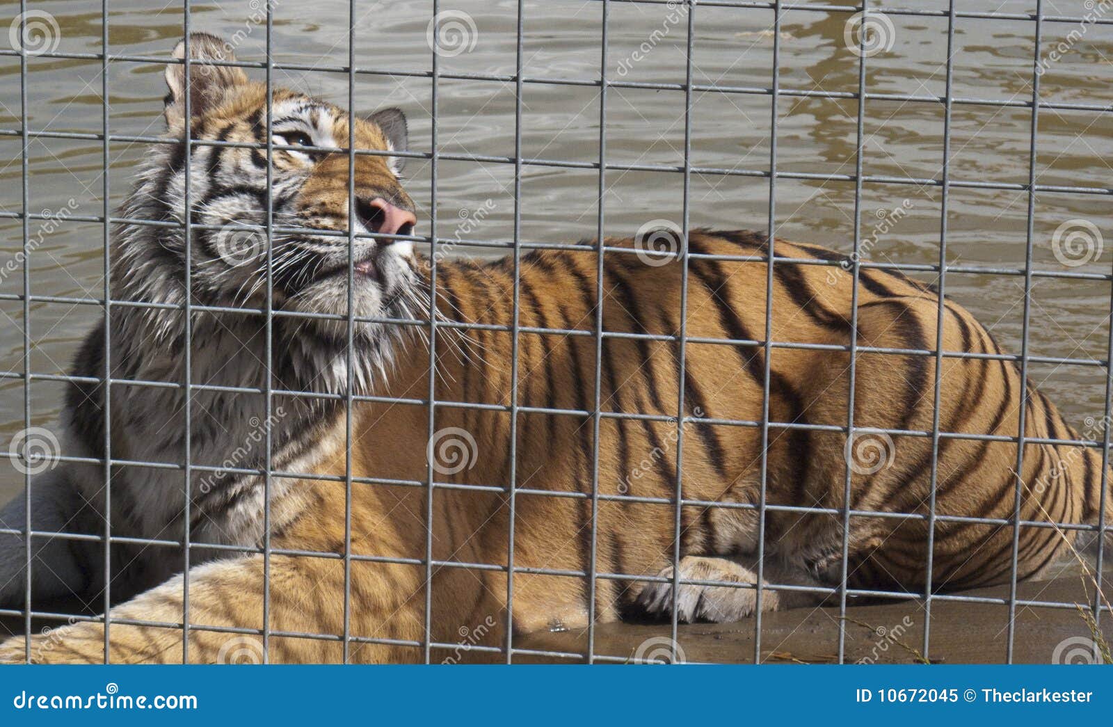 A Caged Male Tiger stock image. Image of color, animal - 10672045